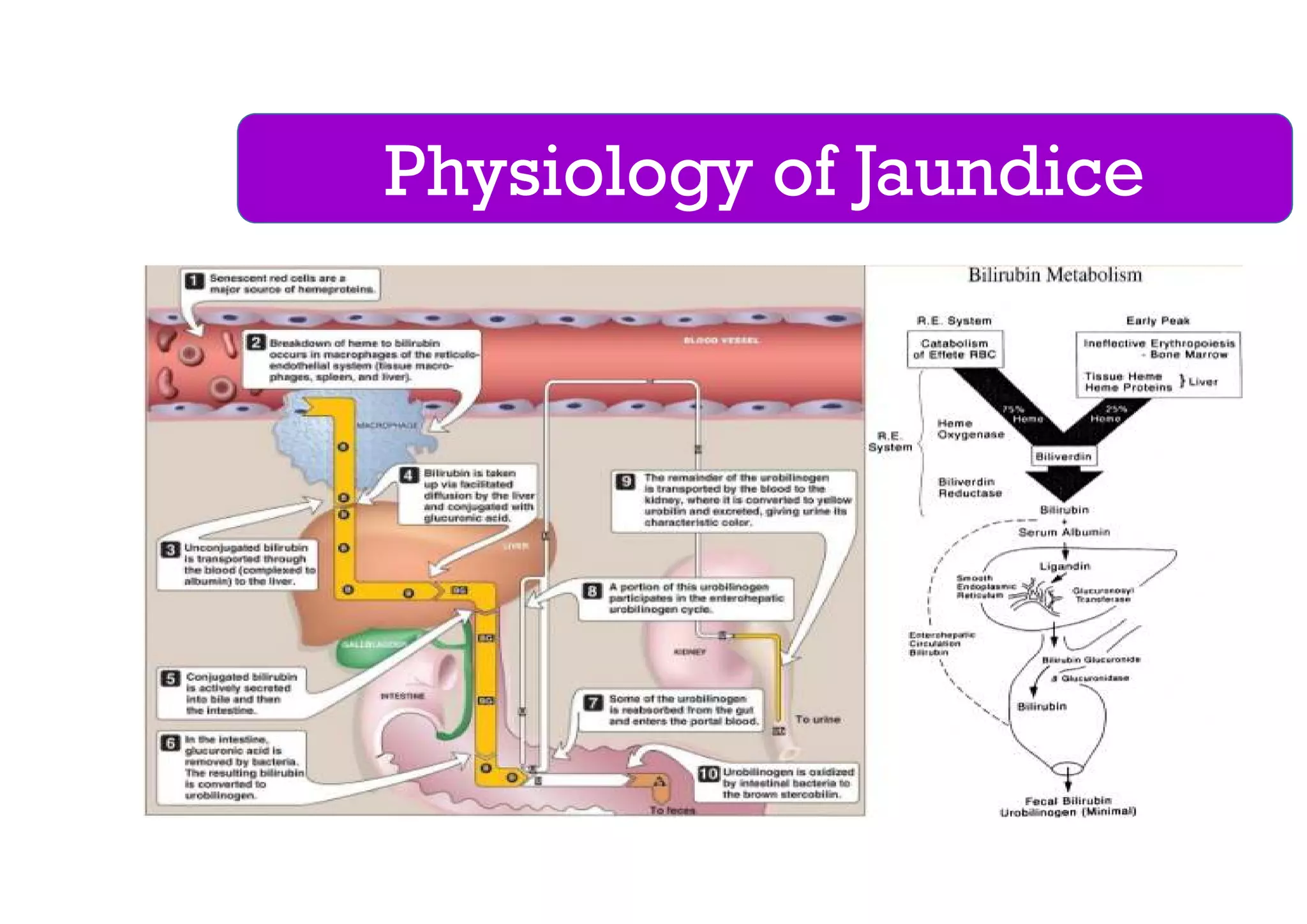 Obstructive jaundice | PDF