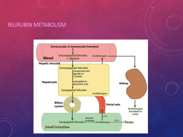 Obstructive jaundice | PPT