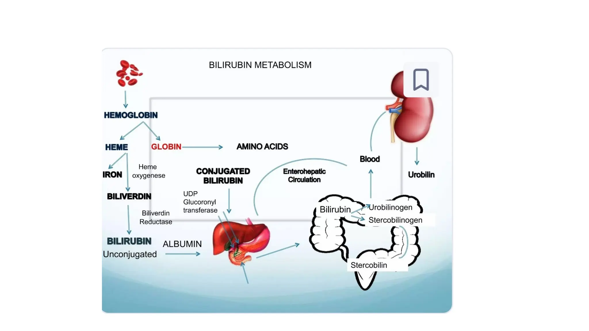 Obstructive jaundice or post hepatic jaundice | PPTX