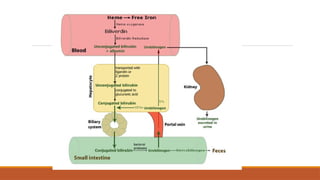 OBSTRUCTIVE JAUNDICE Obstructive jaundice the classification and basic ...