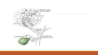 OBSTRUCTIVE JAUNDICE Obstructive jaundice the classification and basic ...