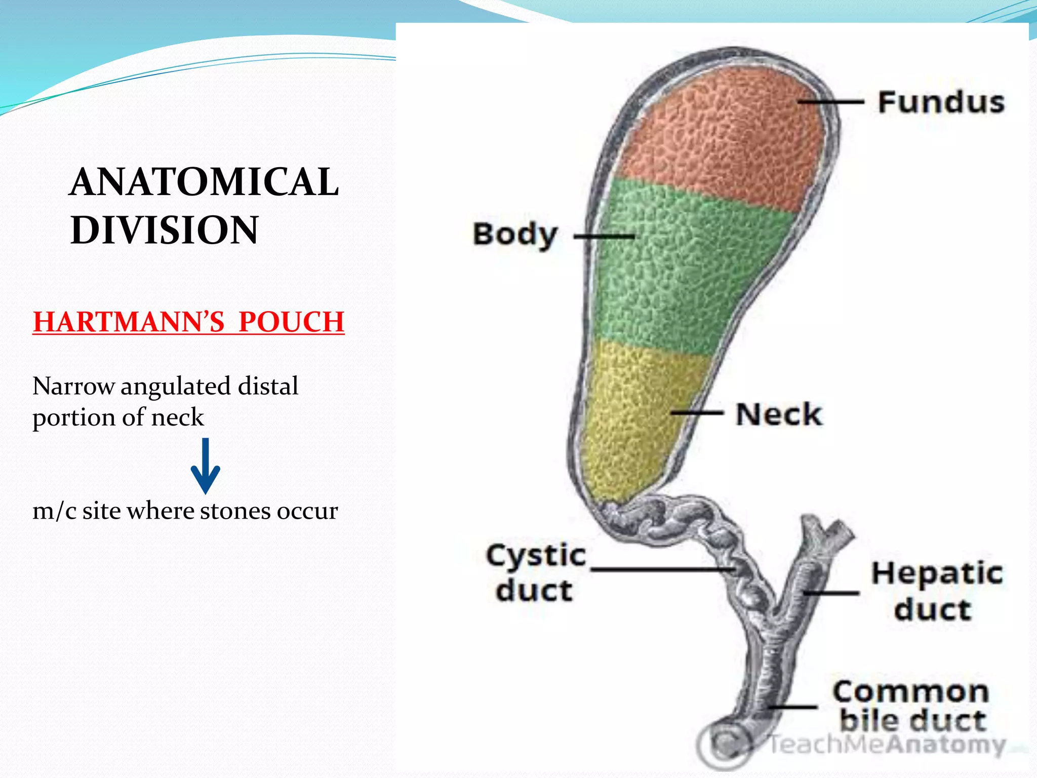 Obstructive _jaundice___Anatomy and Physiology | PPTX