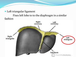 Obstructive _jaundice___Anatomy and Physiology | PPTX