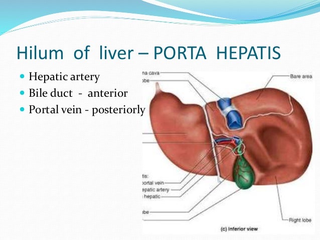 Obstructive _jaundice___Anatomy and Physiology