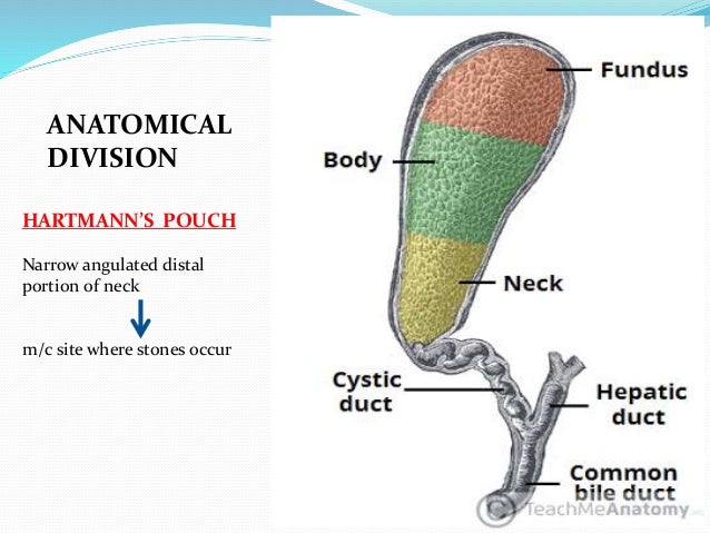Obstructive _jaundice___Anatomy and Physiology