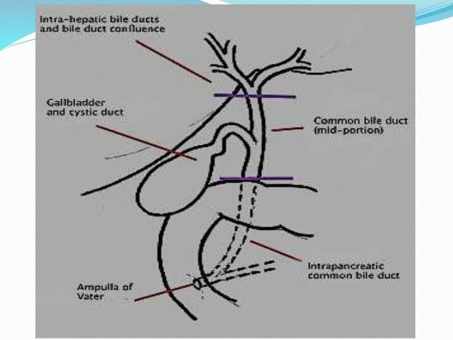 Cystic Duct Anatomy Hepatobiliary, Pancreas, And Spleen Imaging