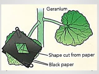 Obtaining foods of plants and animals and its importance | PPTX