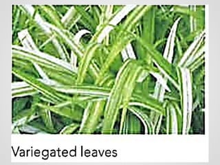 Obtaining foods of plants and animals and its importance | PPTX