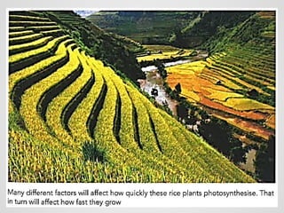 Obtaining foods of plants and animals and its importance | PPTX