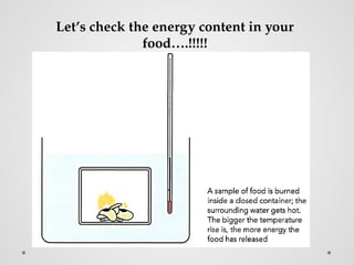 Obtaining foods of plants and animals and its importance | PPTX