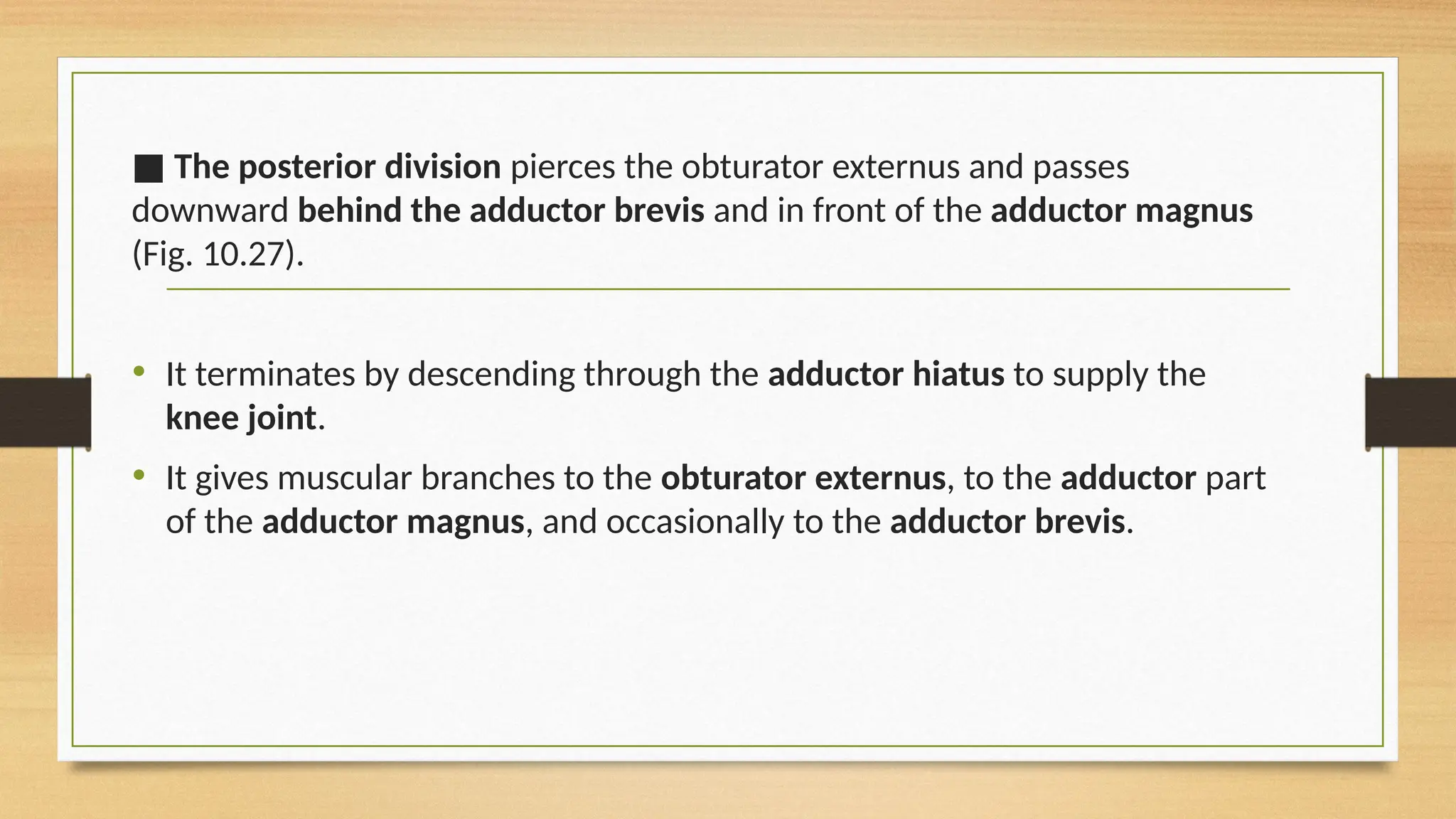 Obturator Nerve lower limb nervesss.pptx