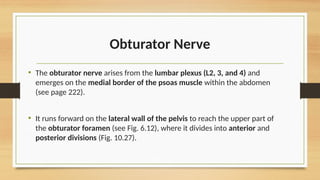 Obturator Nerve lower limb nervesss.pptx