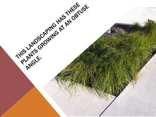 Obtuse angles | PPTX