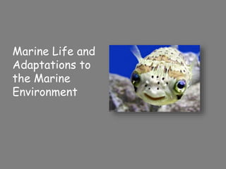 ocb_3017_-_marine_life_ | PPT