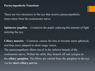 Oculomotor Nerve | PPTX