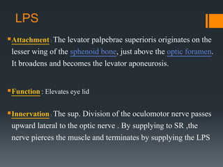 Oculomotor Nerve | PPTX