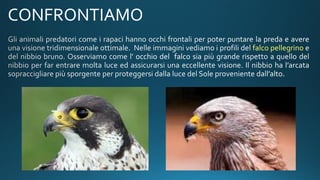 Occhio di falco | PPT