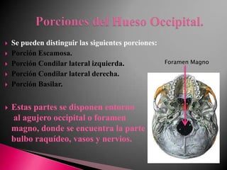Hueso Occipital | PPTX