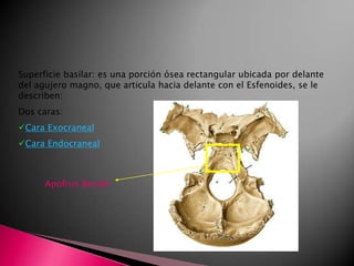 Hueso Occipital | PPTX