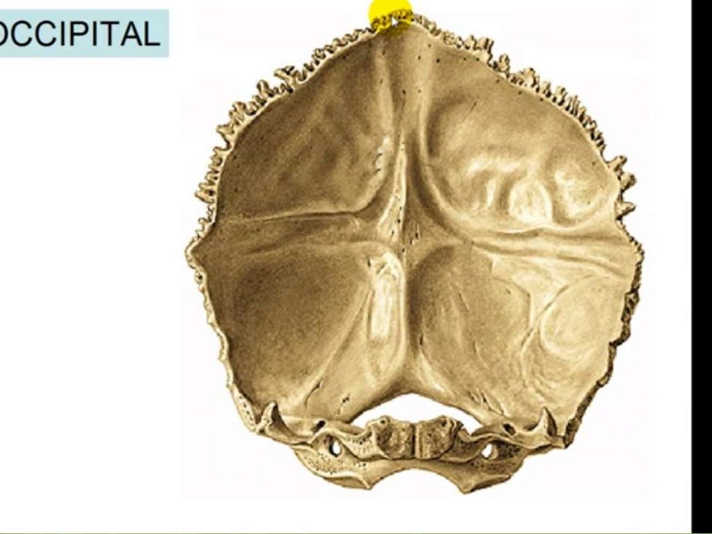 Occipital contour definition - australiantata