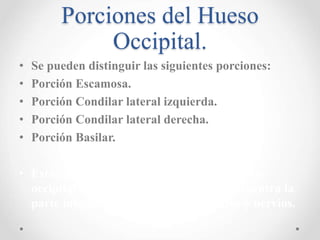 Occipital | PPT