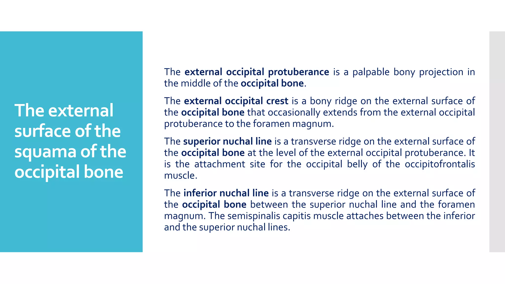 Skeletal System:- Neurocranium - Occipital bone | PPT