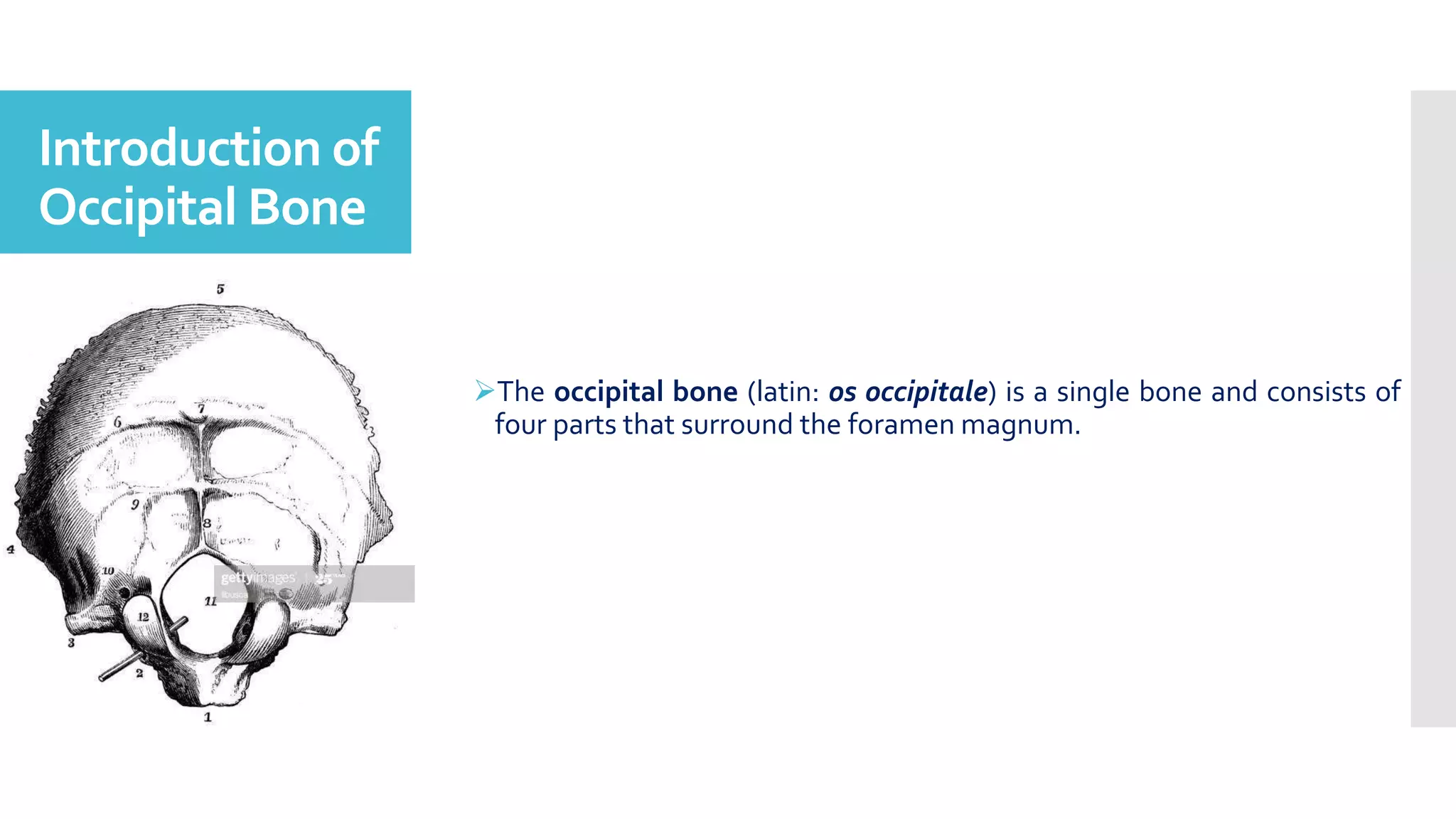 Skeletal System:- Neurocranium - Occipital bone | PPT