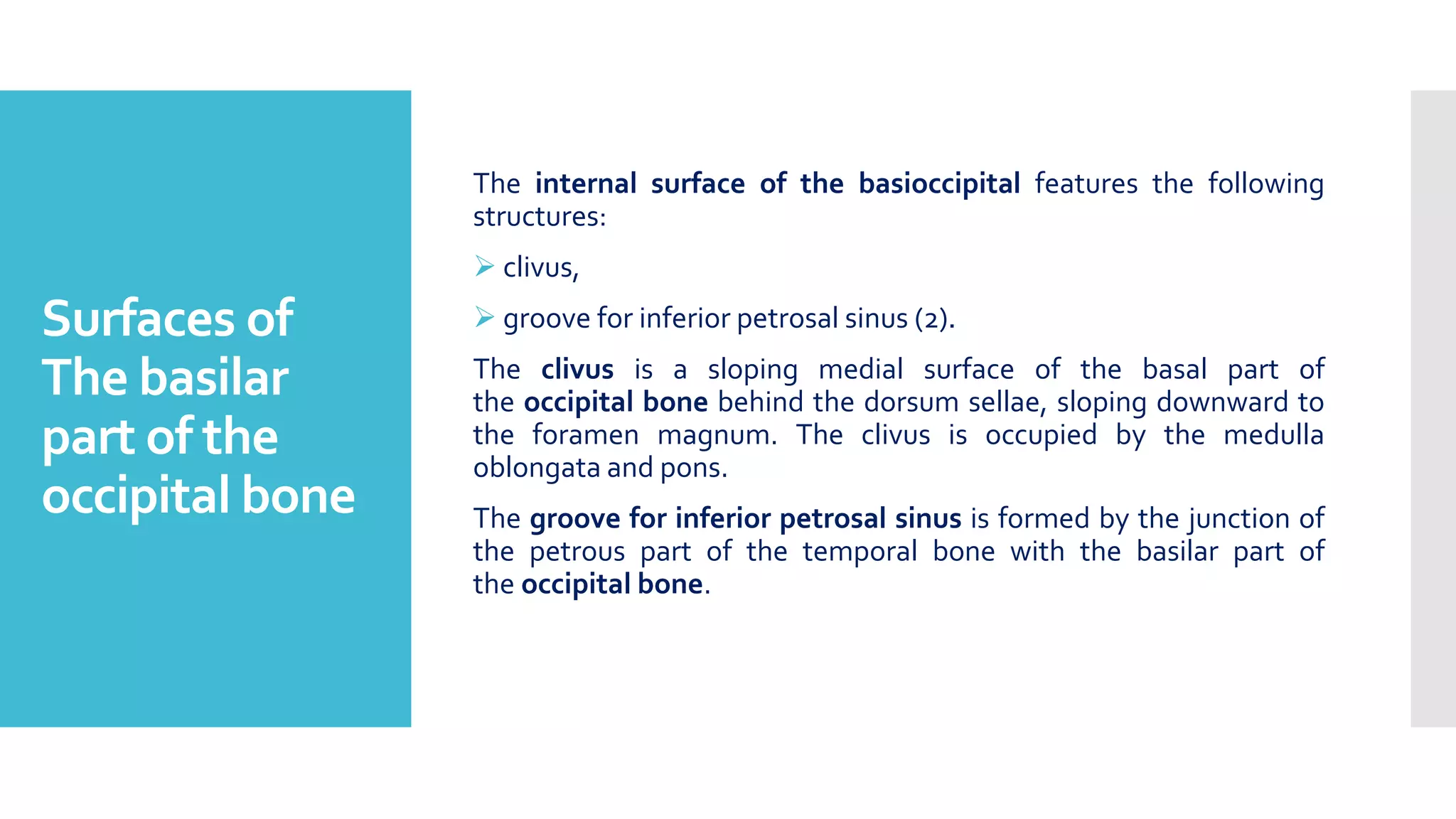 Skeletal System:- Neurocranium - Occipital bone | PPT