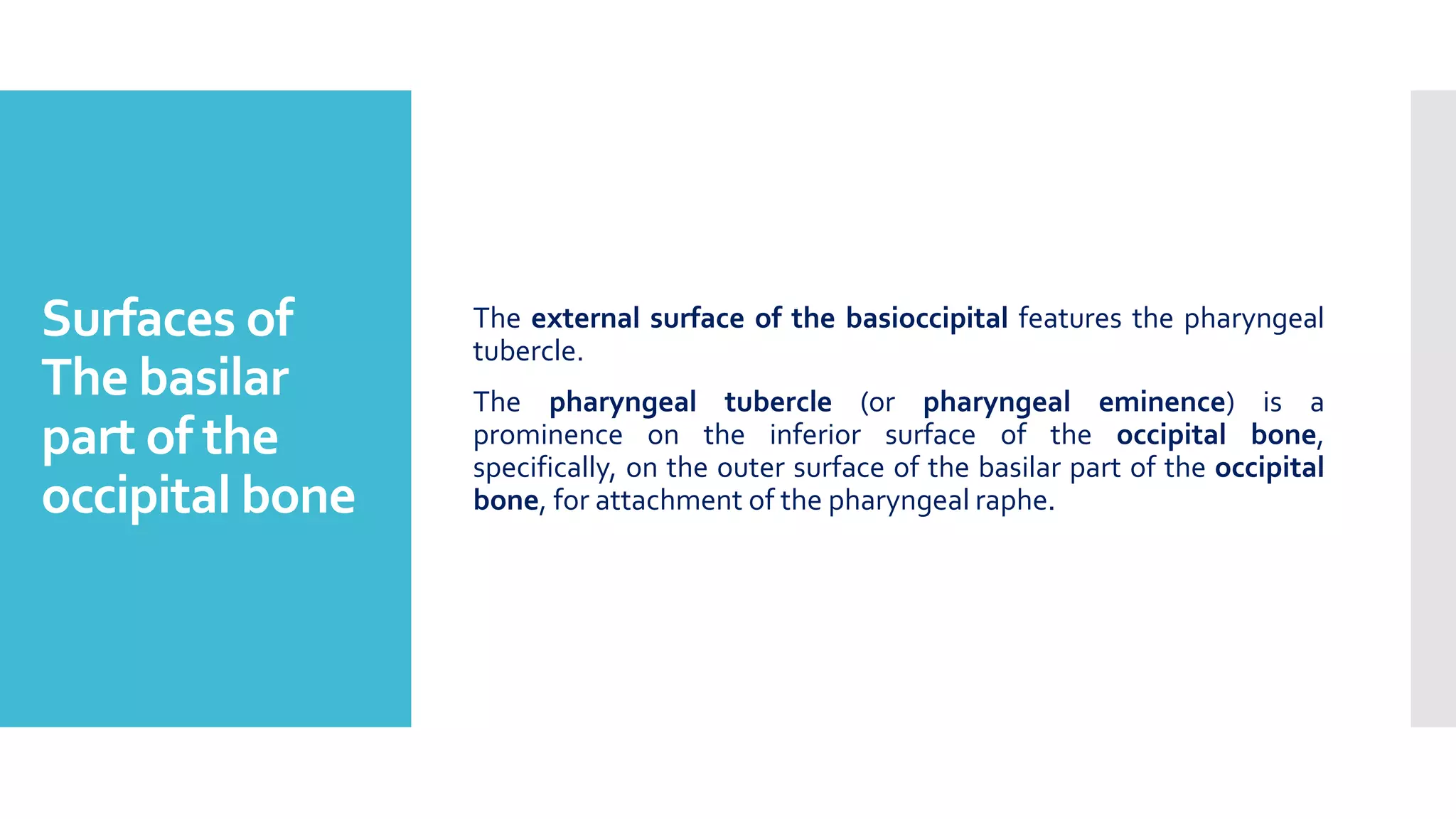 Skeletal System:- Neurocranium - Occipital bone | PPT