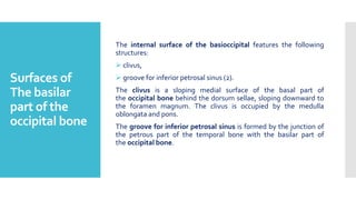 Skeletal System:- Neurocranium - Occipital bone | PPT