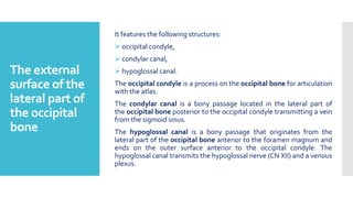 Skeletal System:- Neurocranium - Occipital bone | PPT