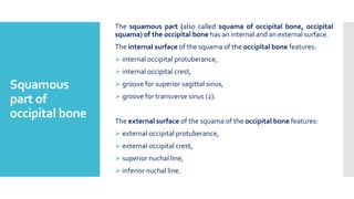 Skeletal System:- Neurocranium - Occipital bone | PPT