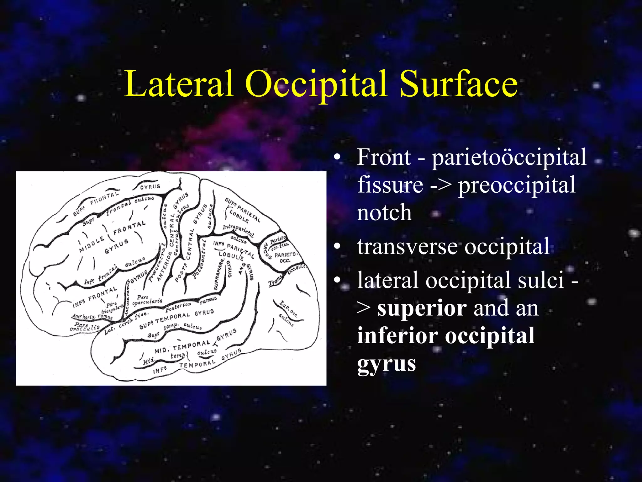Occipital lobe | PPT