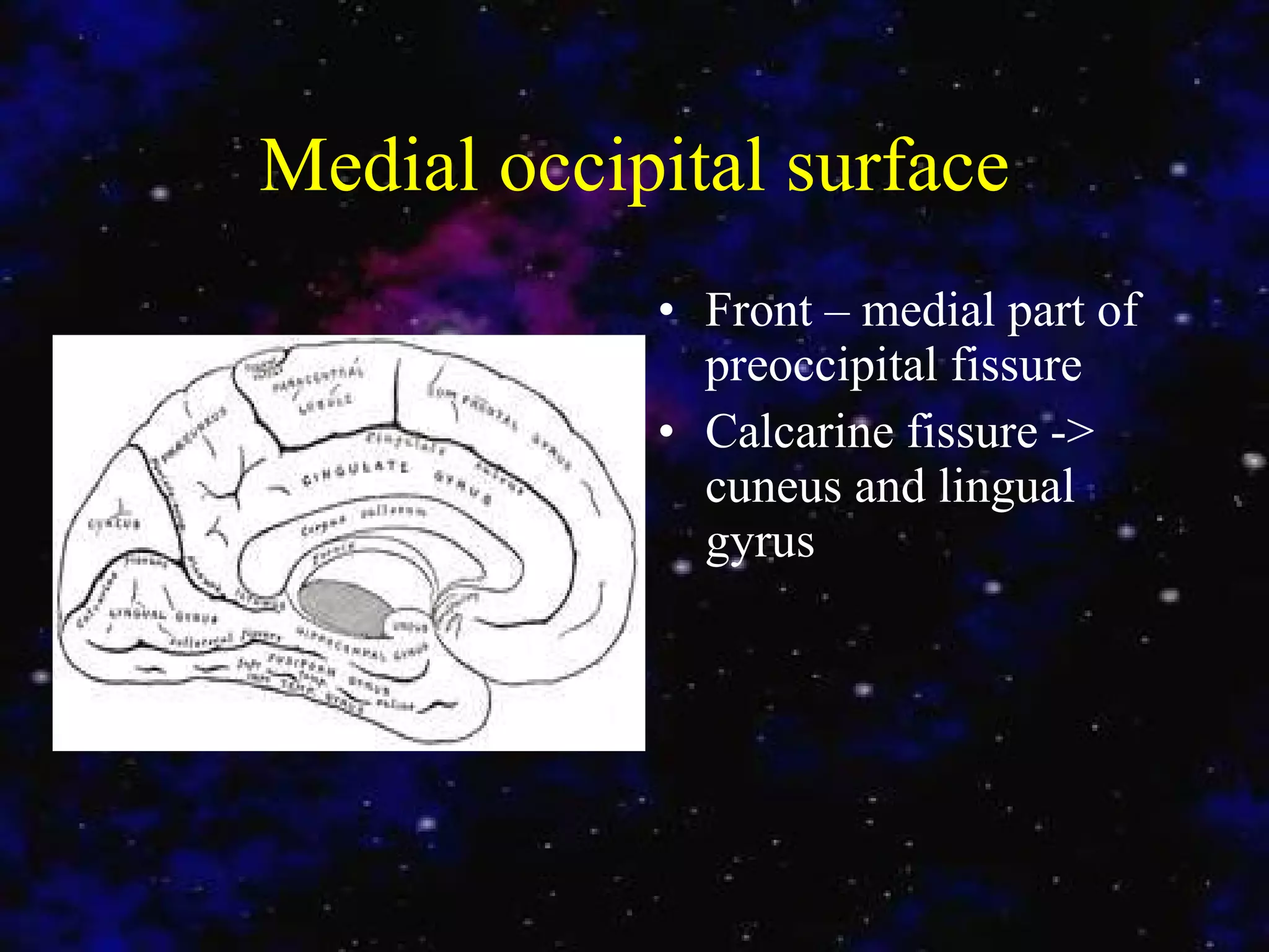 Occipital lobe | PPT