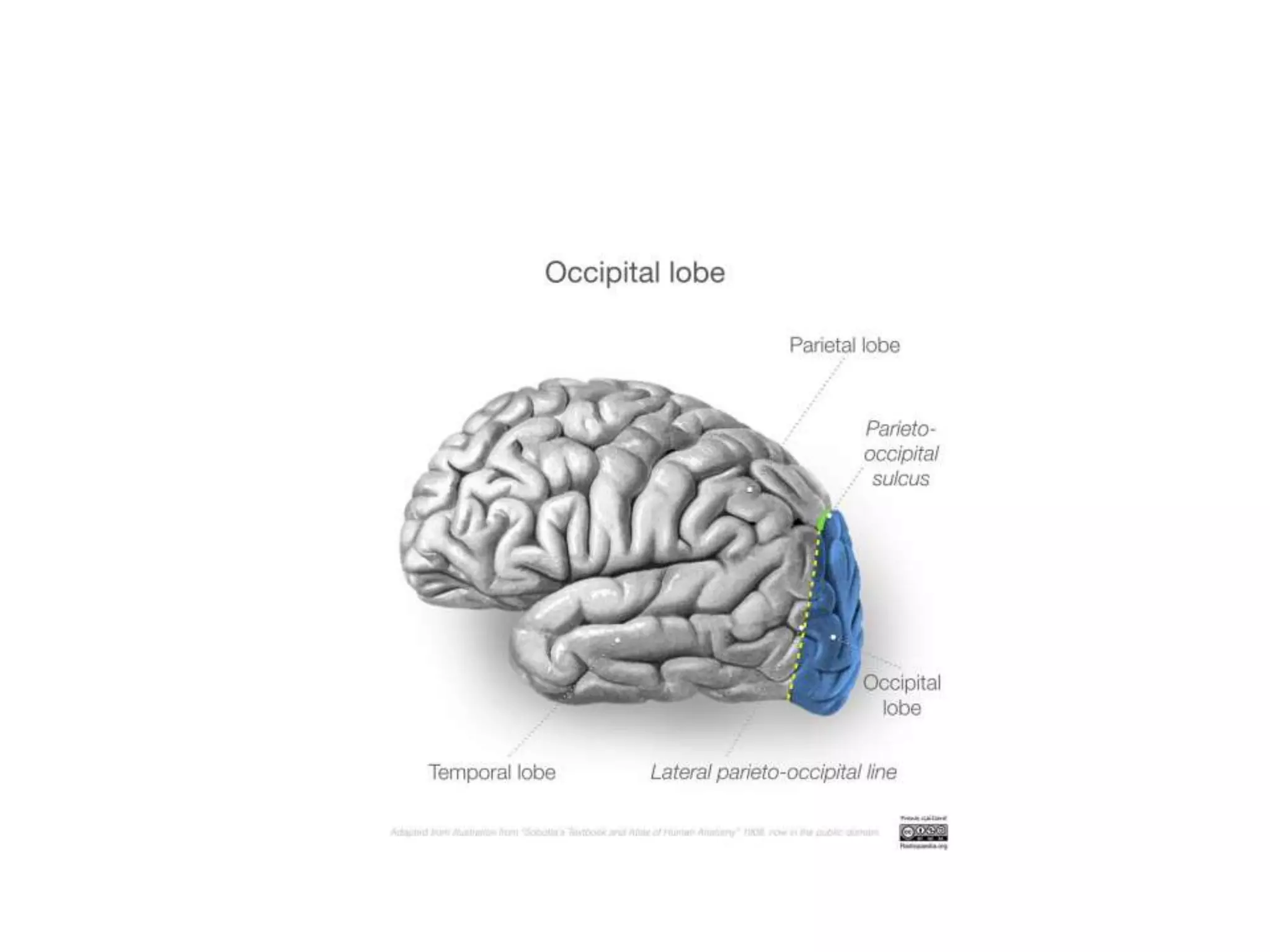 Occipital lobe | PPTX