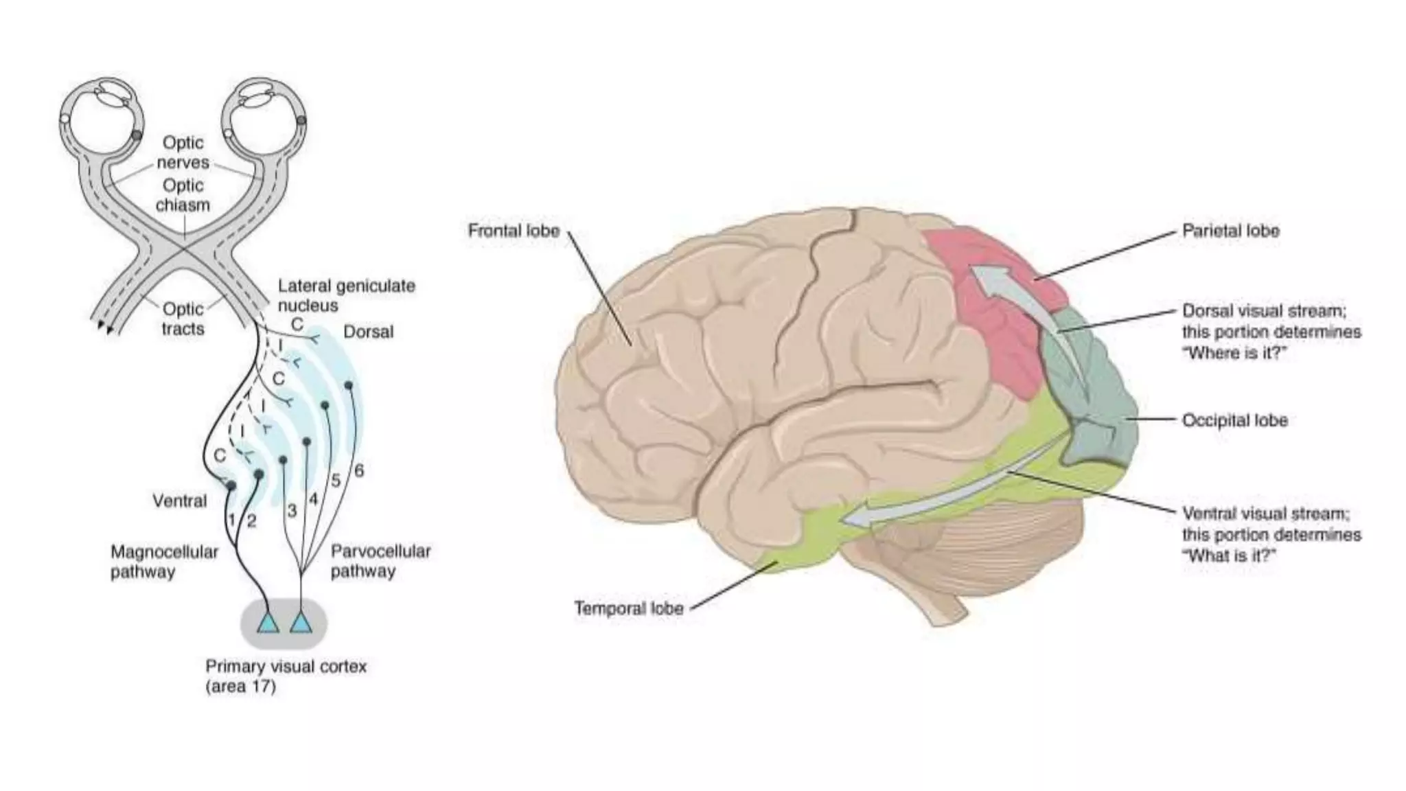 Occipital lobe | PPTX