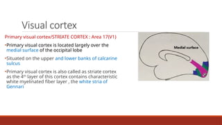 OCCIPITAL LOBE - ANATOMY AND FUNCTIONS.pptx