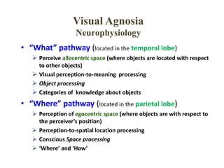 Occipital lobe 2 syndromes nwnw ppt | PPTX