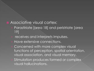 Occipital lobe and clinical effects of its dysfunction | PPTX