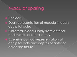 Occipital lobe and clinical effects of its dysfunction | PPTX