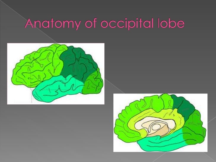 Occipital lobe and clinical effects of its dysfunction