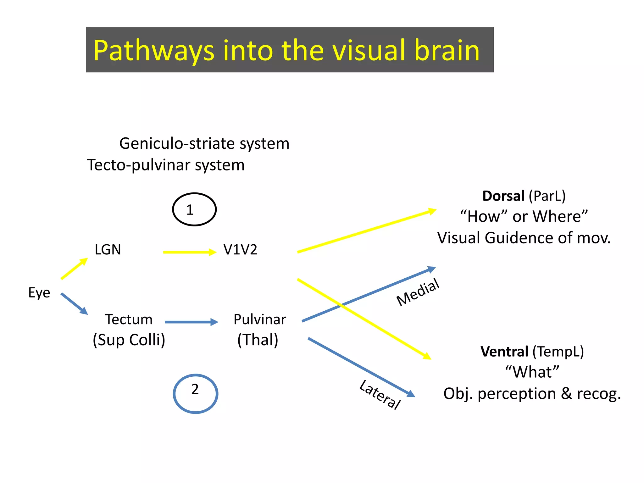 Occipital lobe ppt | PPTX