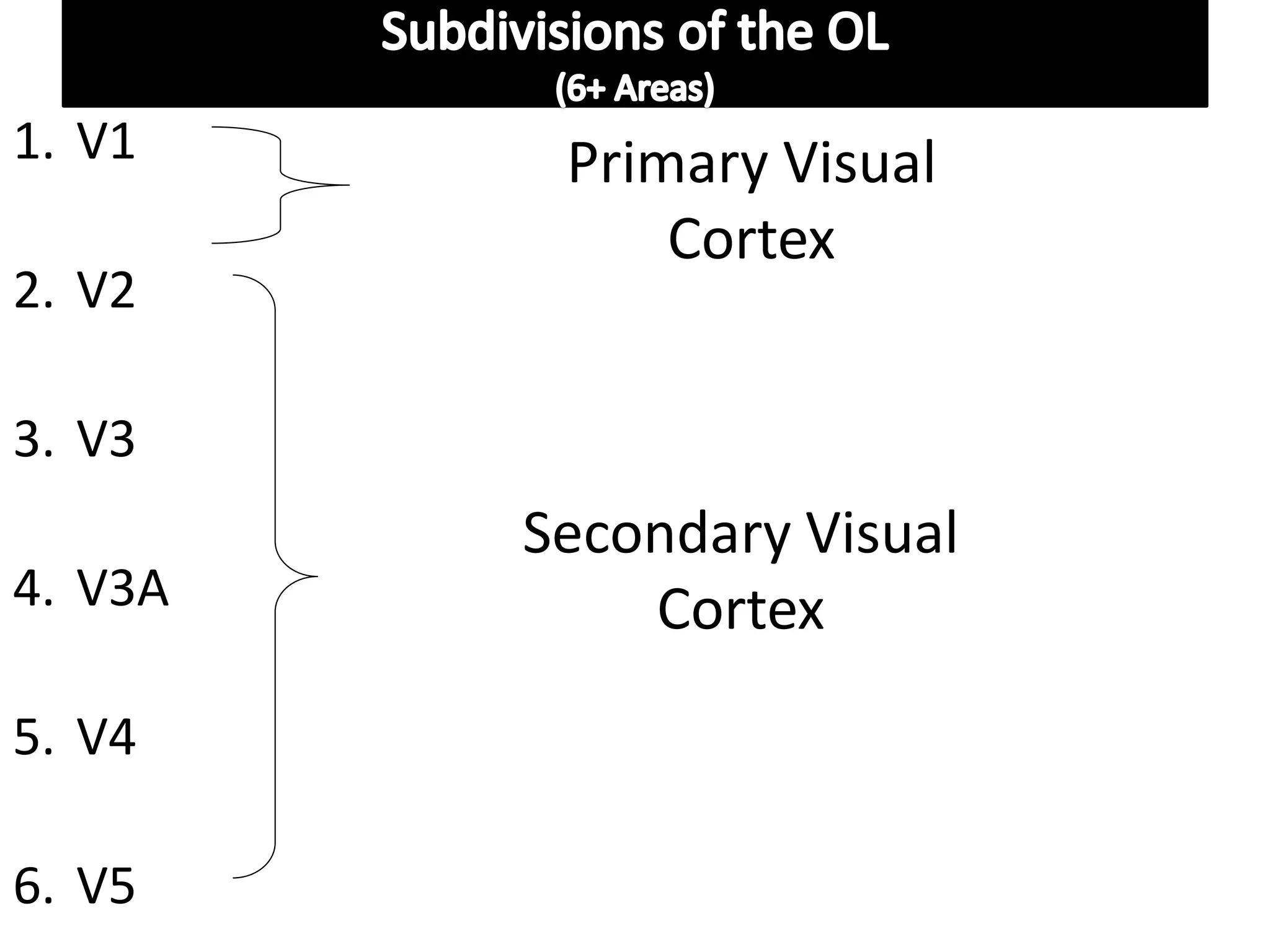 Occipital lobe ppt | PPTX