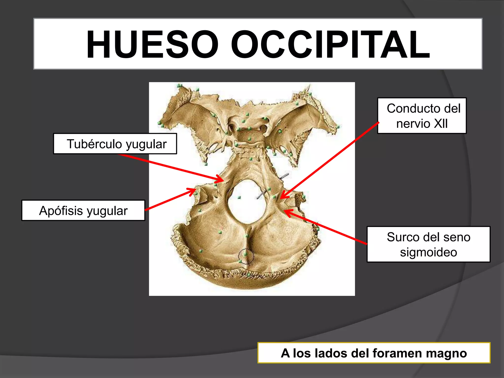 Hueso Occipital