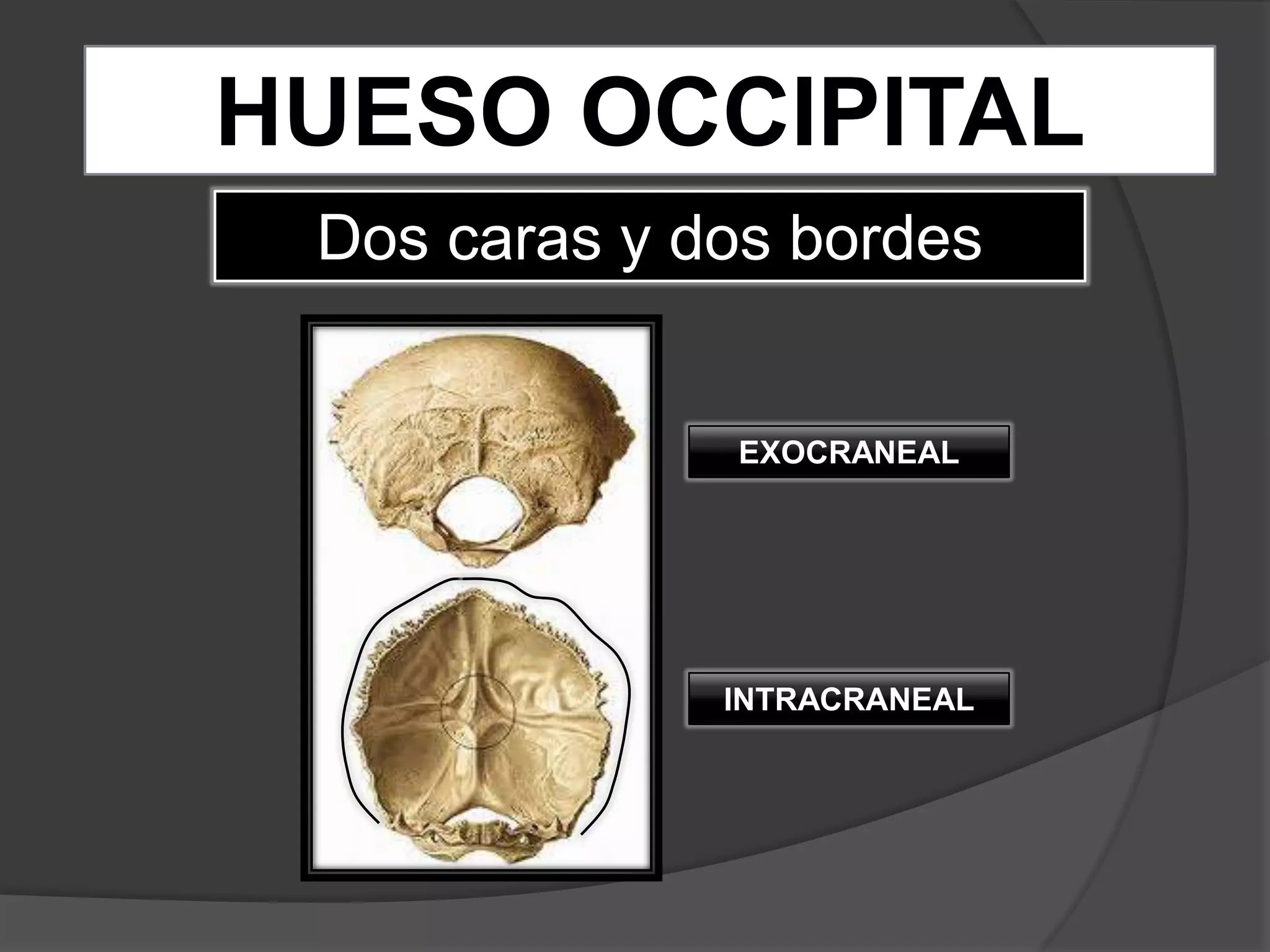Hueso Occipital