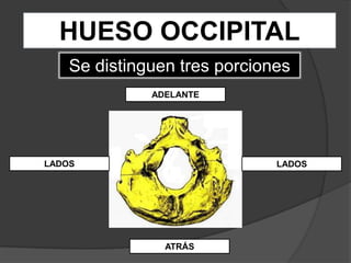 Hueso Occipital | PPTX
