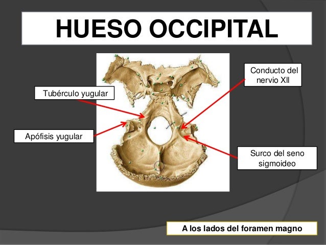 Hueso Occipital