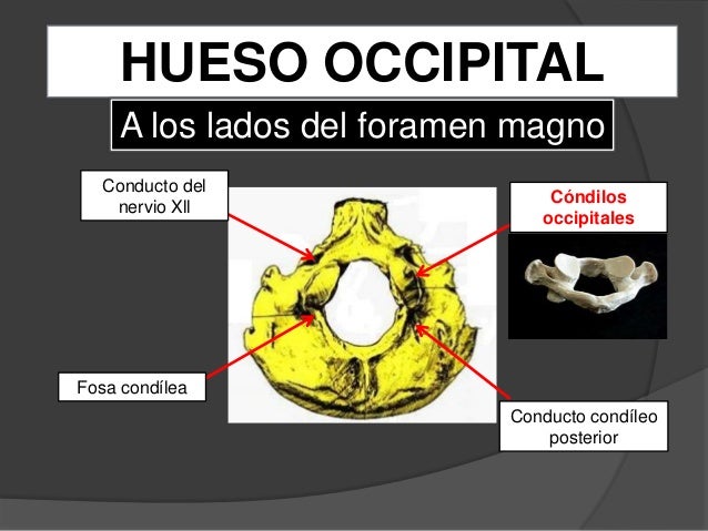 Hueso Occipital
