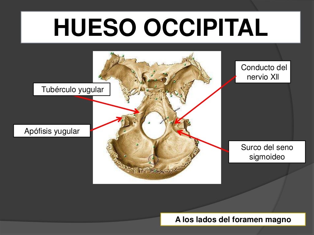 Hueso Occipital