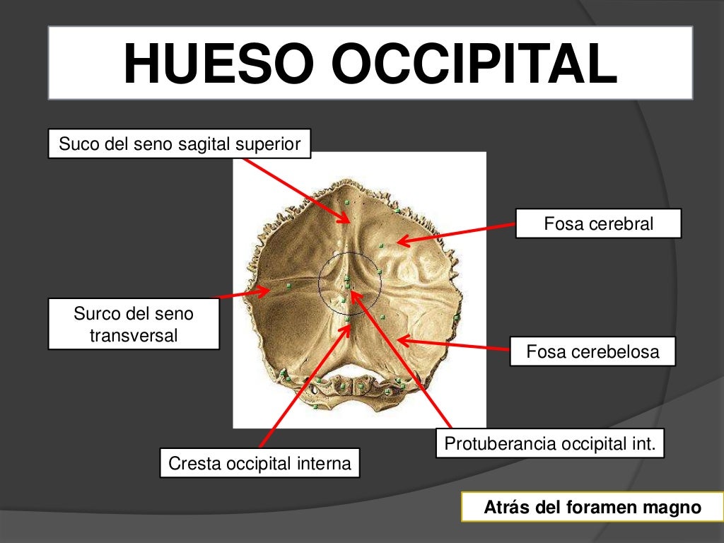 Hueso Occipital